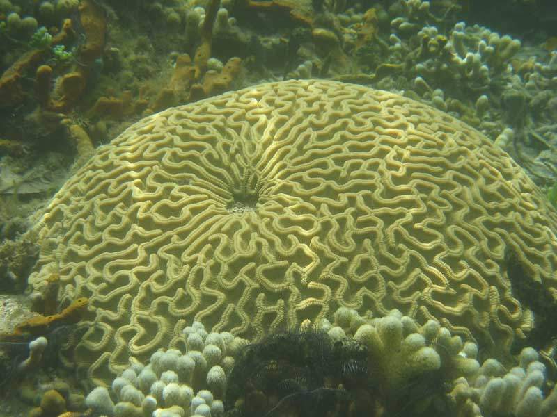 Red Sea Coral Treats Cancer
